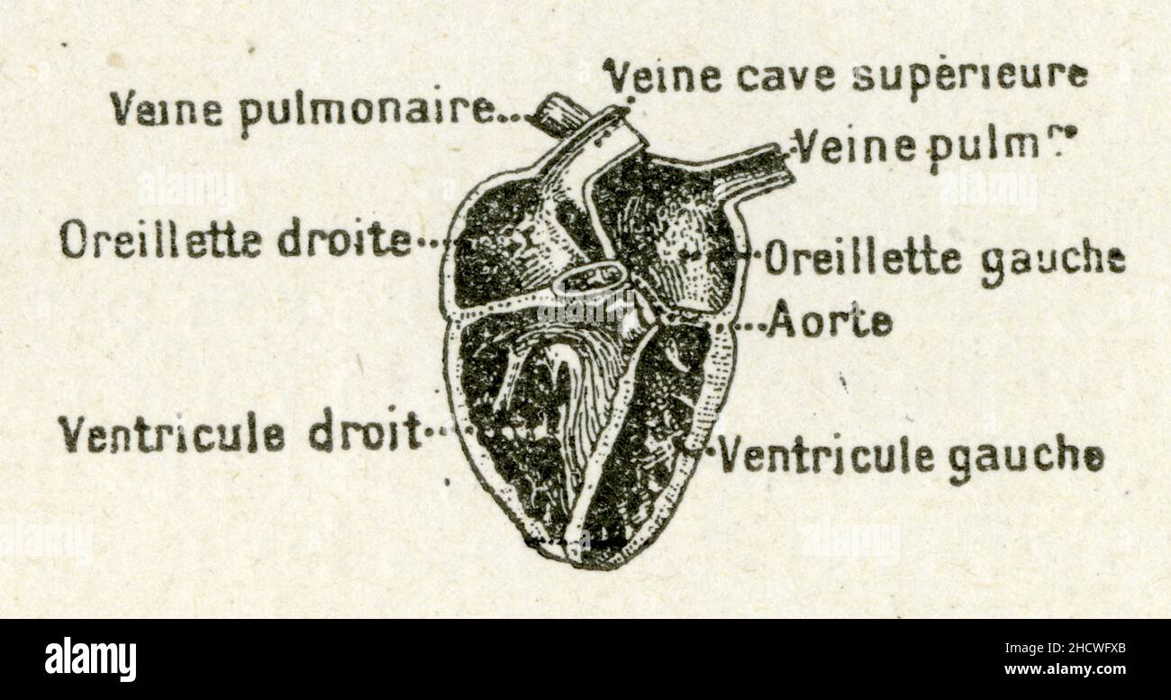 Veine pulmonaire hi-res stock photography and images - Alamy