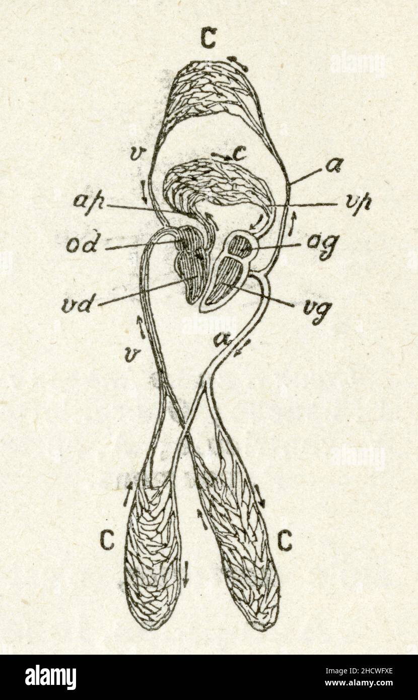 Schéma de l'appareil circulatoire.og,oreillette gauche.od,oreillette ...