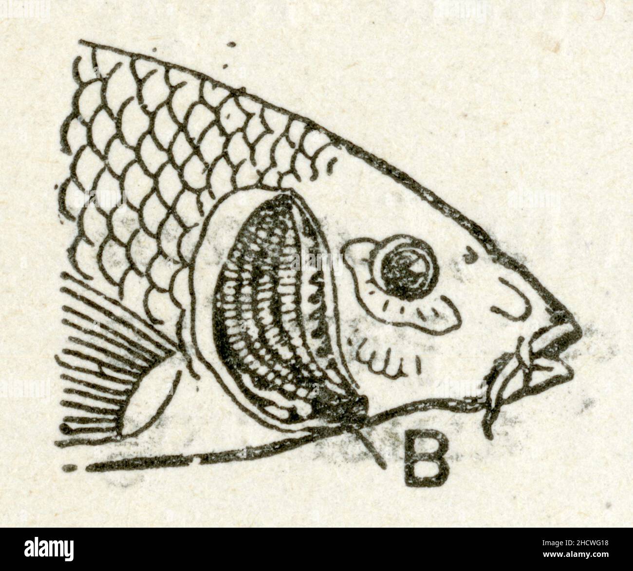 L'appareil respiratoire chez les poissons. B,branchies privées de leurs ...