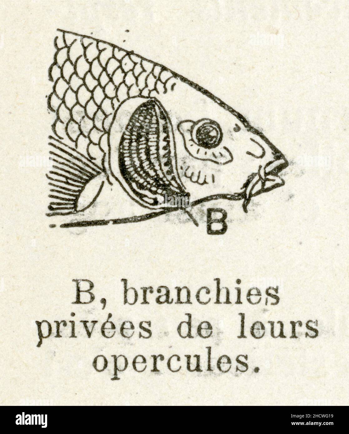 L'appareil respiratoire chez les poissons. B,branchies privées de leurs ...