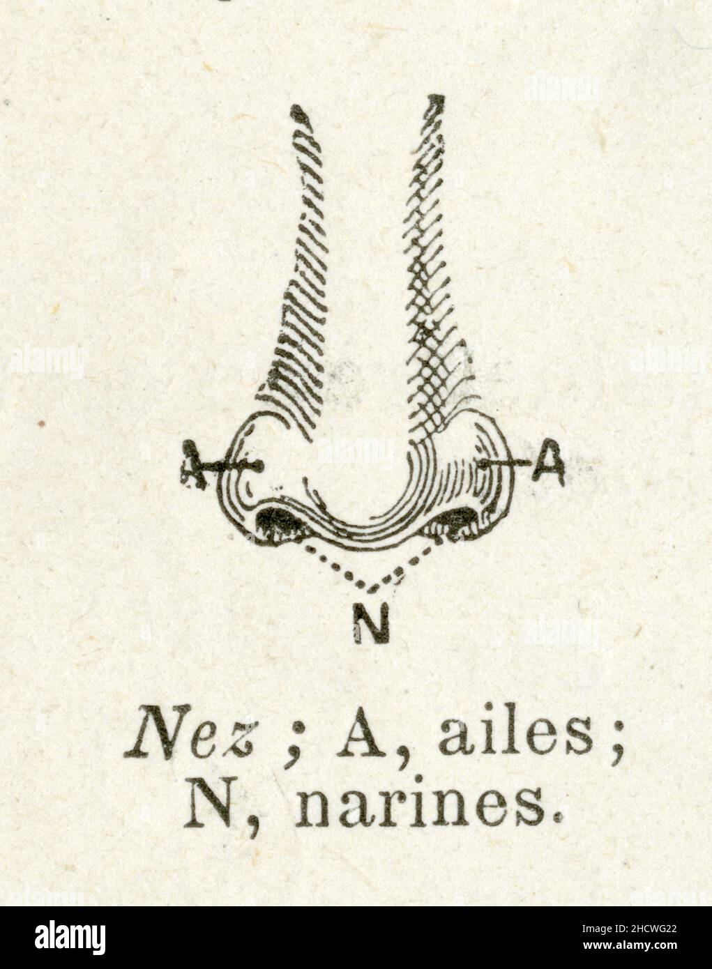 Narines hi-res stock photography and images - Alamy