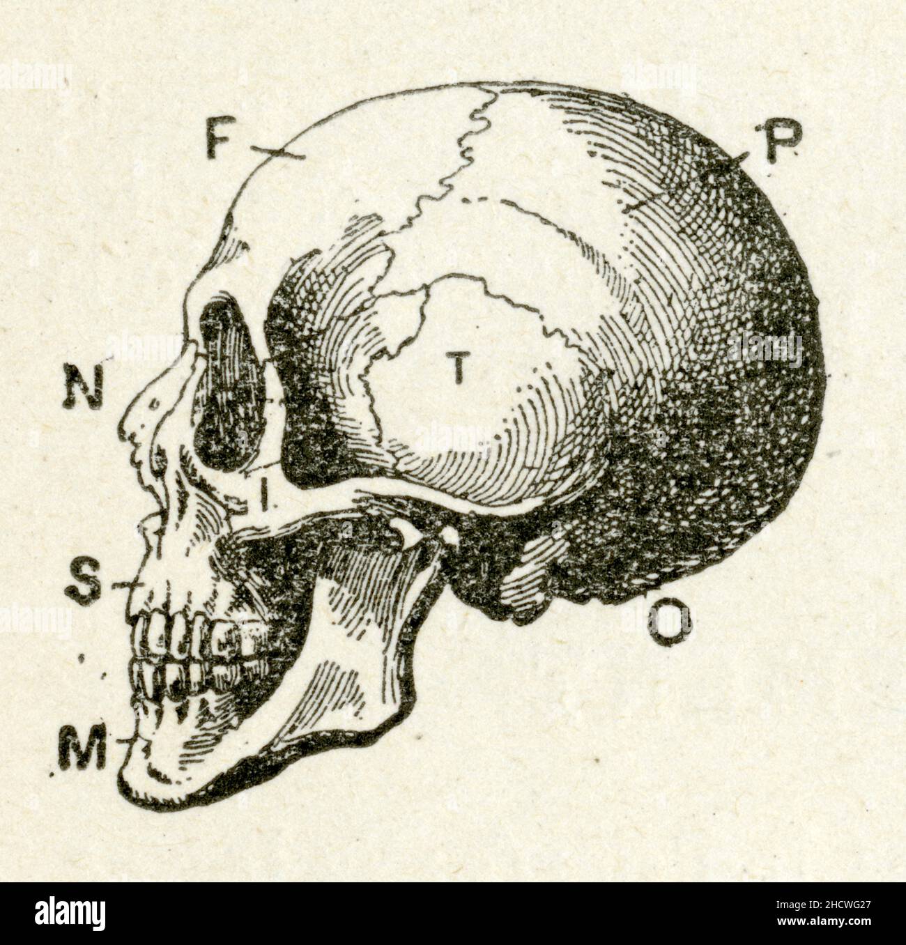 Occipital hi-res stock photography and images - Alamy