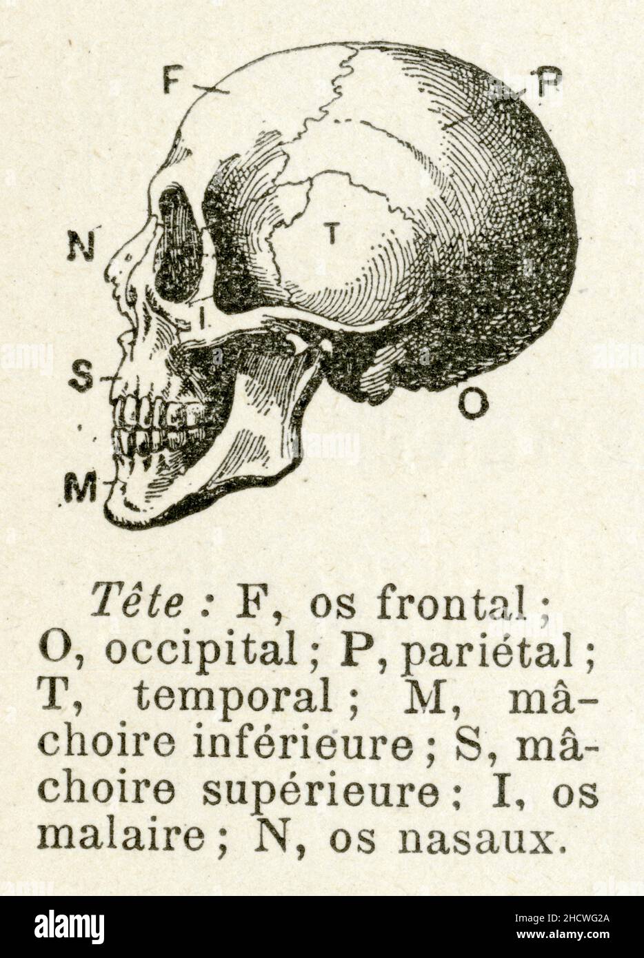 Tete. F,os frontal. O,occipital. P,pariétal. T,temporal. M,machoire ...