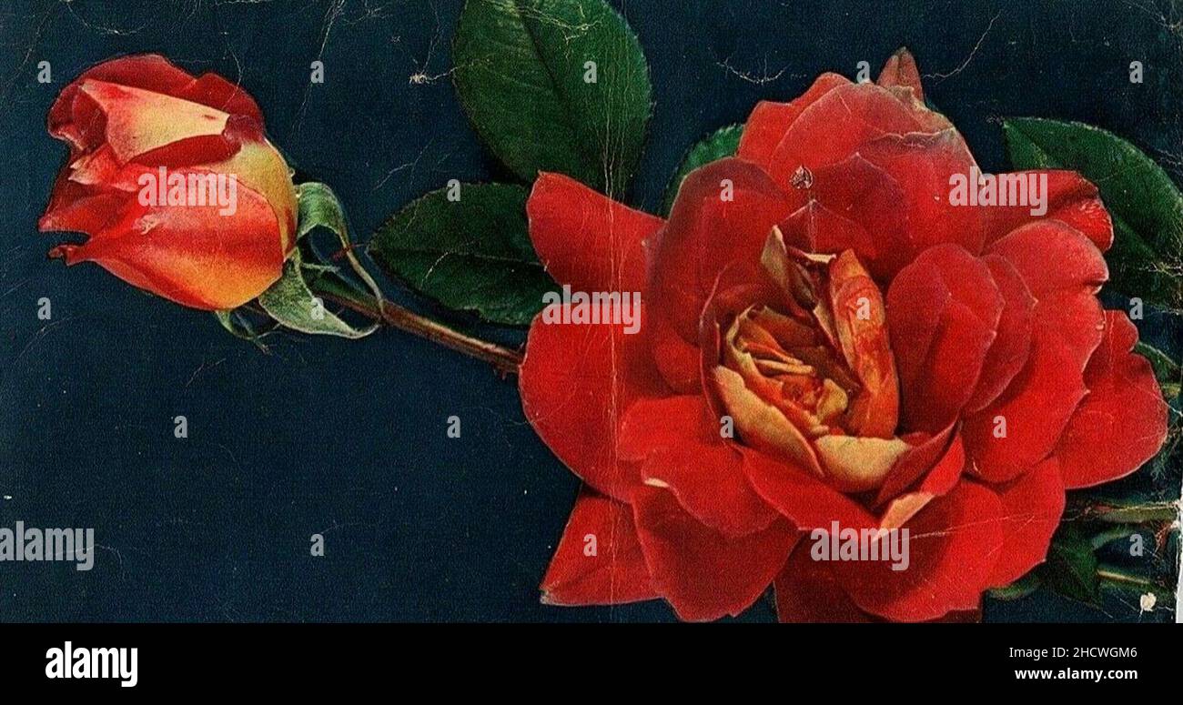 Reine astrid hi-res stock photography and images - Alamy