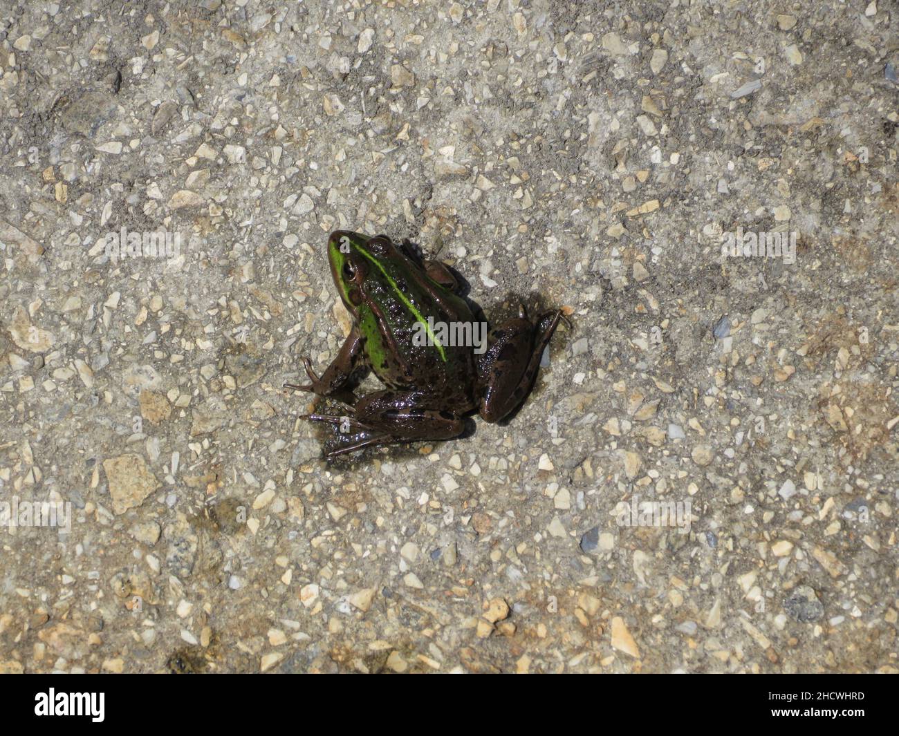 Burrowing frog hi-res stock photography and images - Alamy