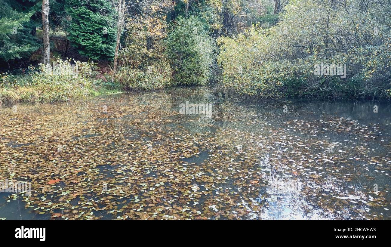 Murky pond covered with floating leaves in the wo Stock Photo - Alamy