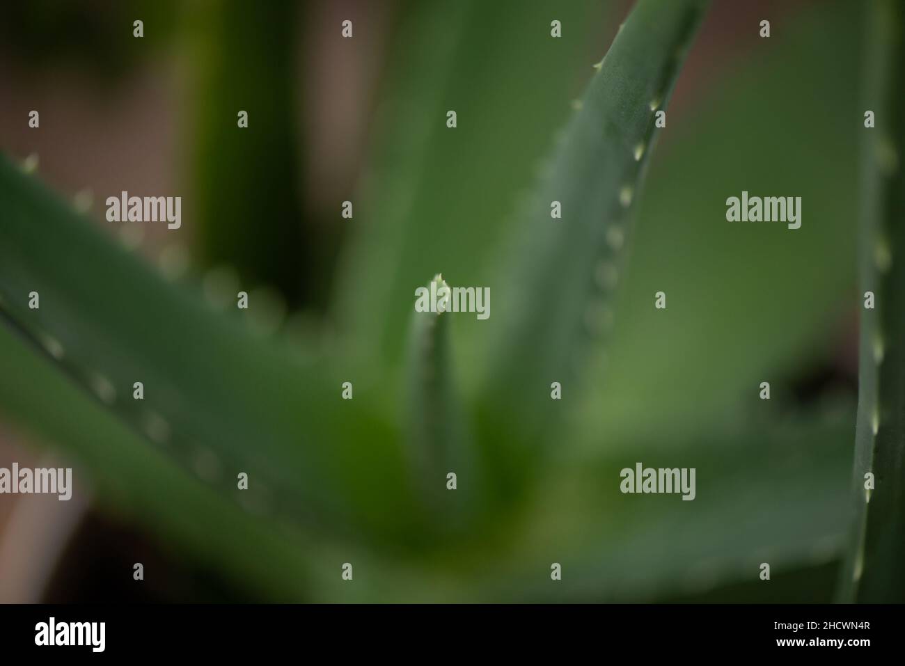 Green succulent leaf close-up Stock Photo - Alamy