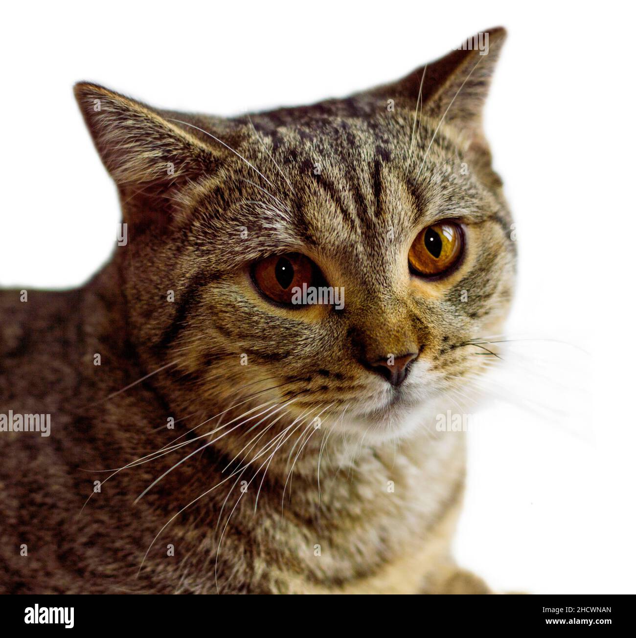 Tiger Tabby Cat Chinchilla British Shorthair Tabby Cats | Cat Breeds
