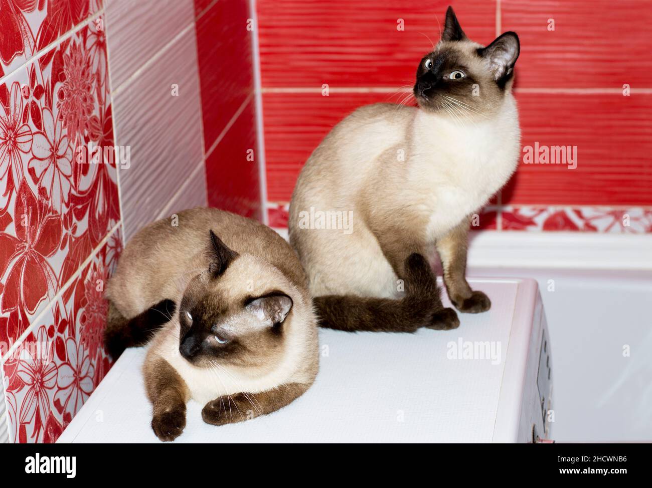 Red Point Siamese Cats