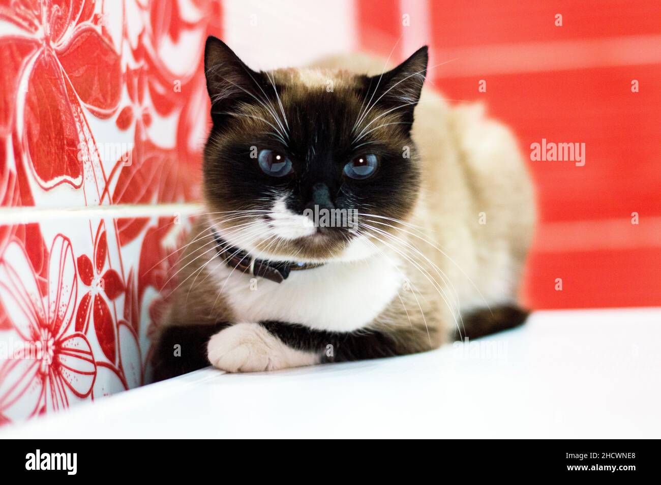 beautiful extraordinary uncommonThai cat on a red tile background, the ...