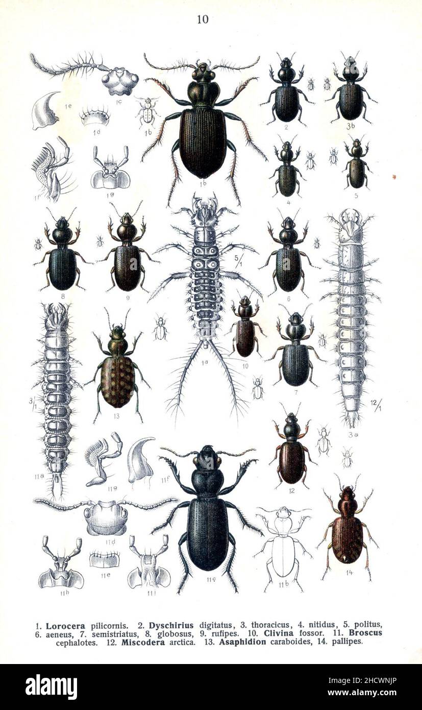 Broscus hi-res stock photography and images - Alamy