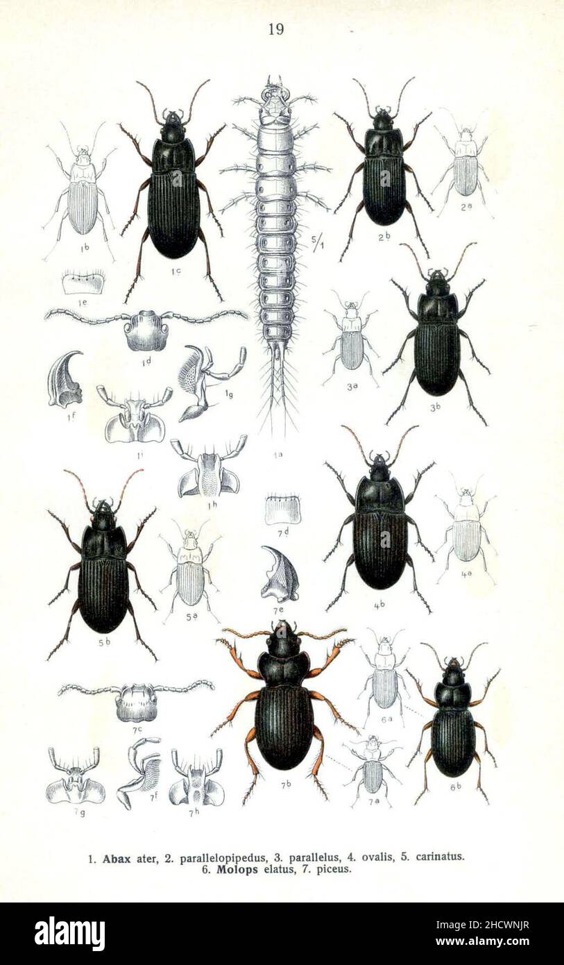 Abax hi-res stock photography and images - Alamy