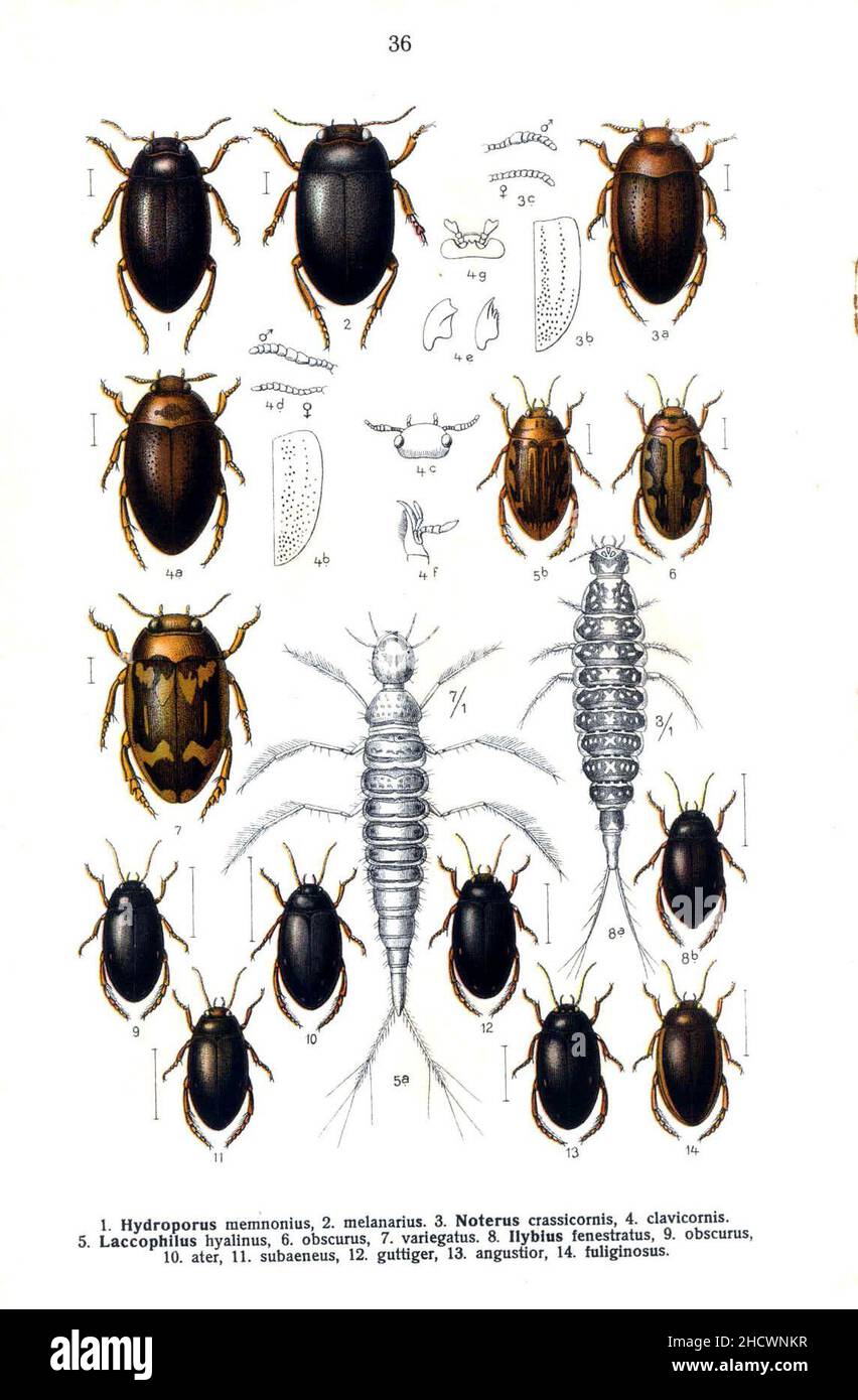 Hydroporus Cut Out Stock Images & Pictures - Alamy