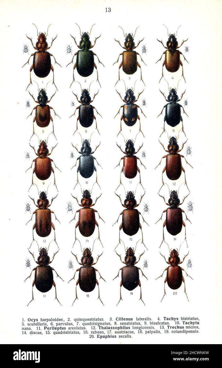 Ocys hi-res stock photography and images - Alamy