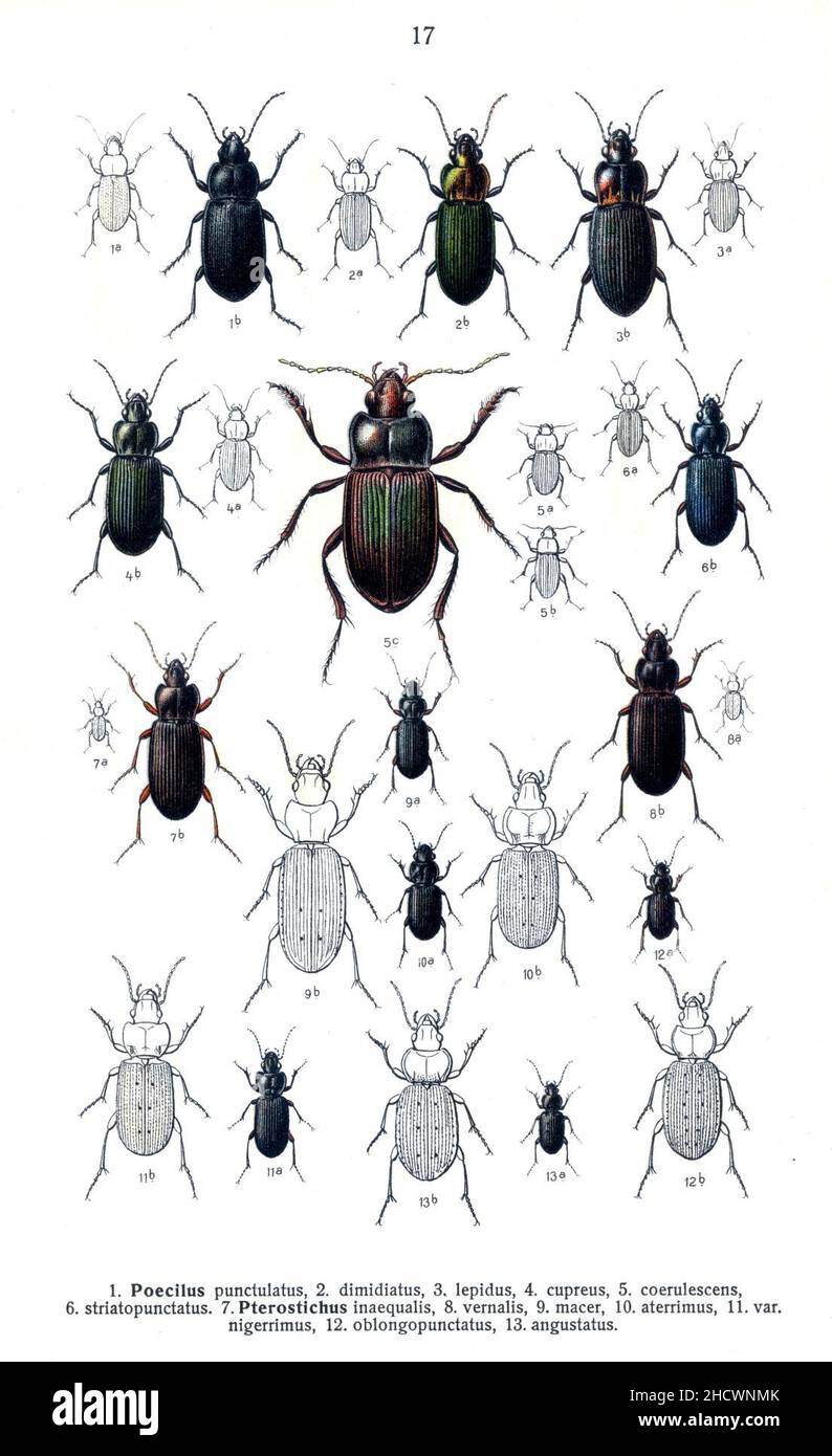 Reitter Poecilus u.a Stock Photo - Alamy