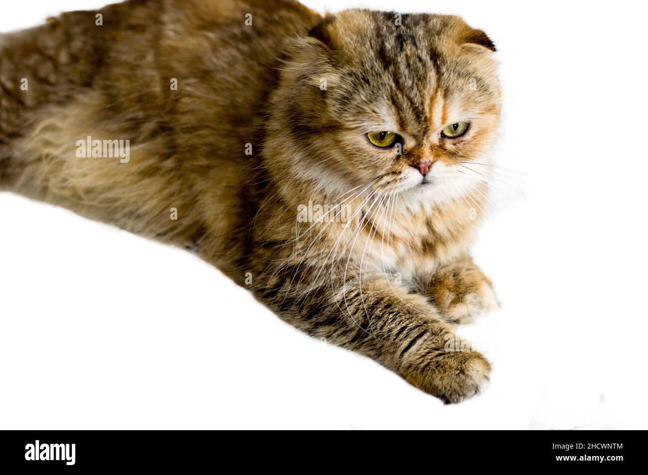 Cute fold cat in Cut Out Stock Images & Pictures - Alamy