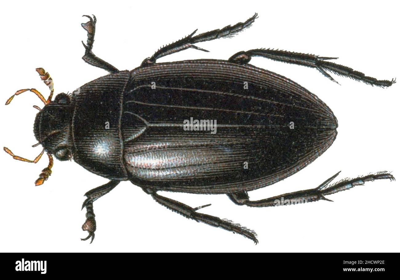 Hydrophilus aterrimus hi-res stock photography and images - Alamy