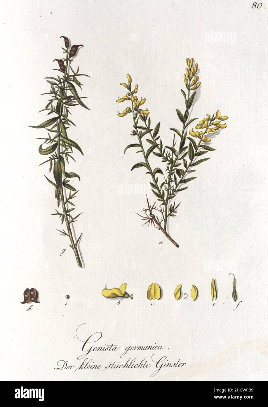 Reitter-Abel Holzarten T080 Stock Photo - Alamy