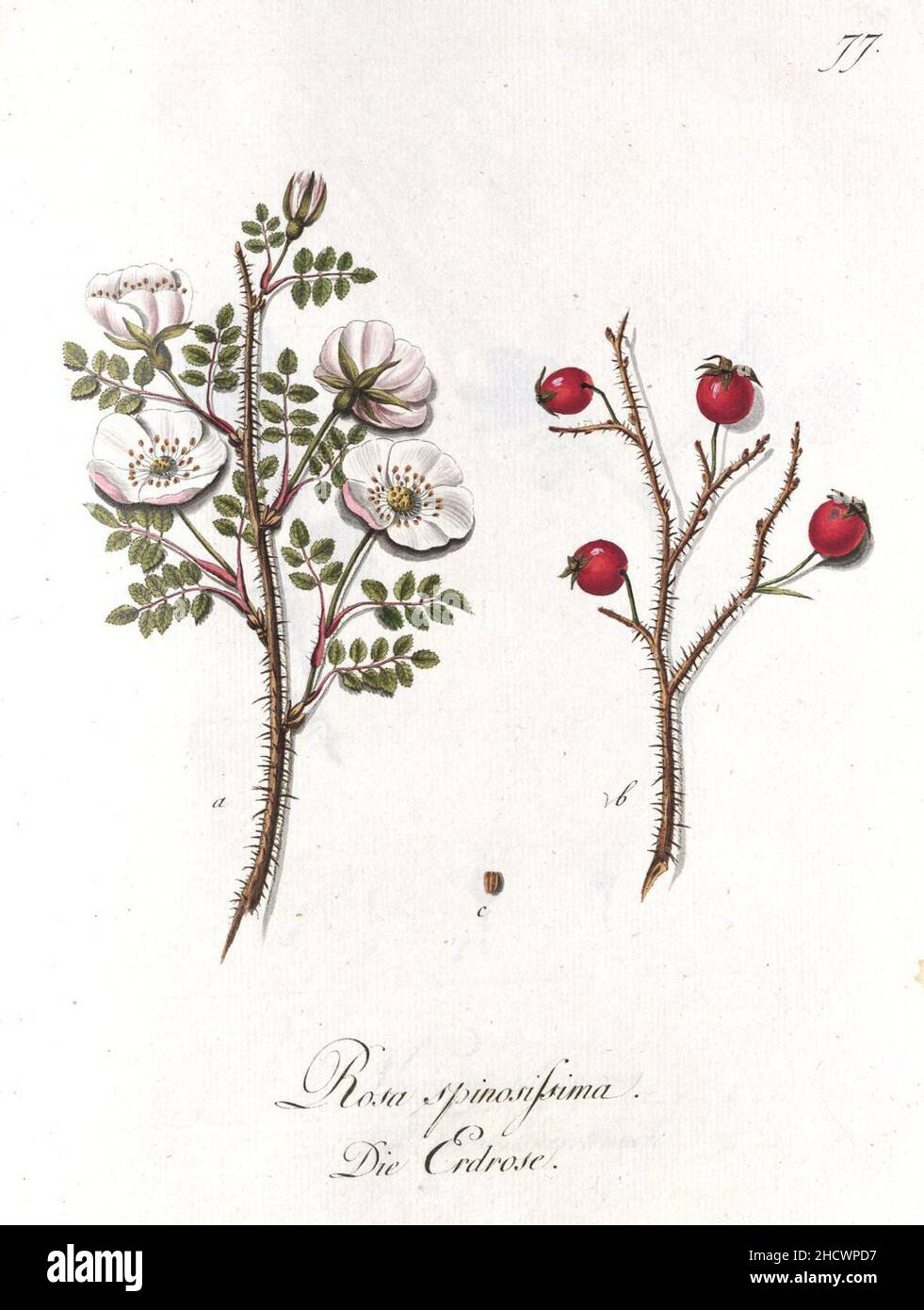 Reitter-Abel Holzarten T077 Stock Photo - Alamy