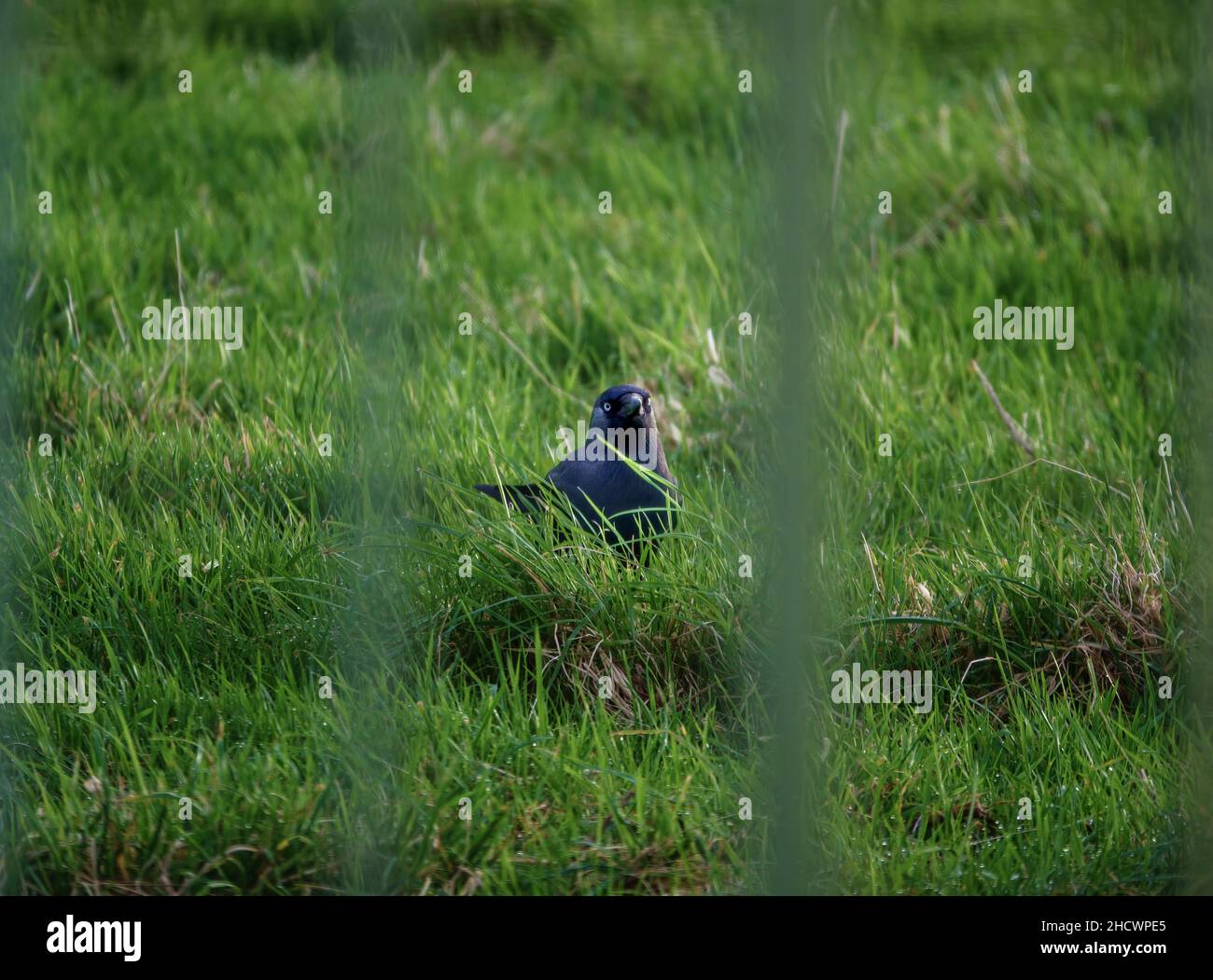 closeup of a jackdaw face and head (Corvus monedula) framed by obscure ...