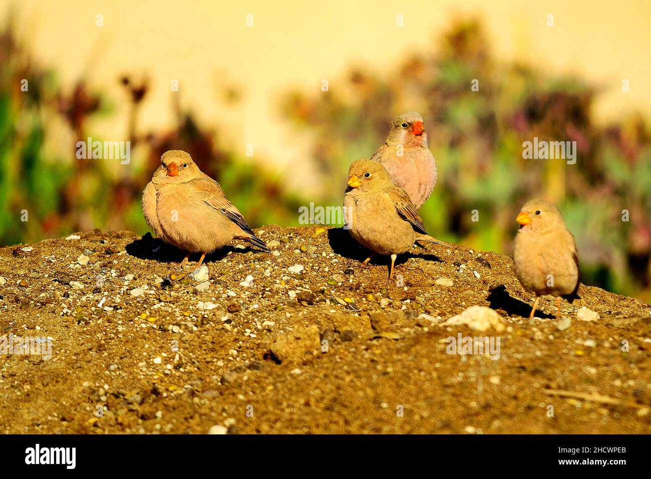 Wild birds in their environment and in the wild Stock Photo - Alamy