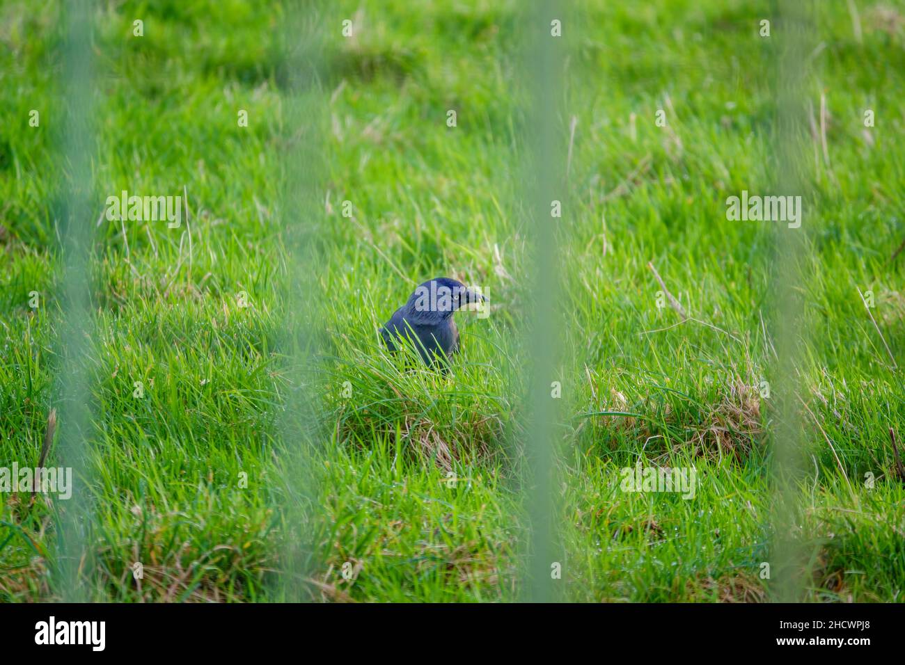 closeup of a jackdaw face and head (Corvus monedula) framed by obscure ...