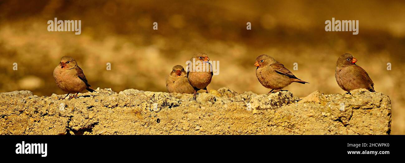 Wild birds in their environment and in the wild Stock Photo - Alamy
