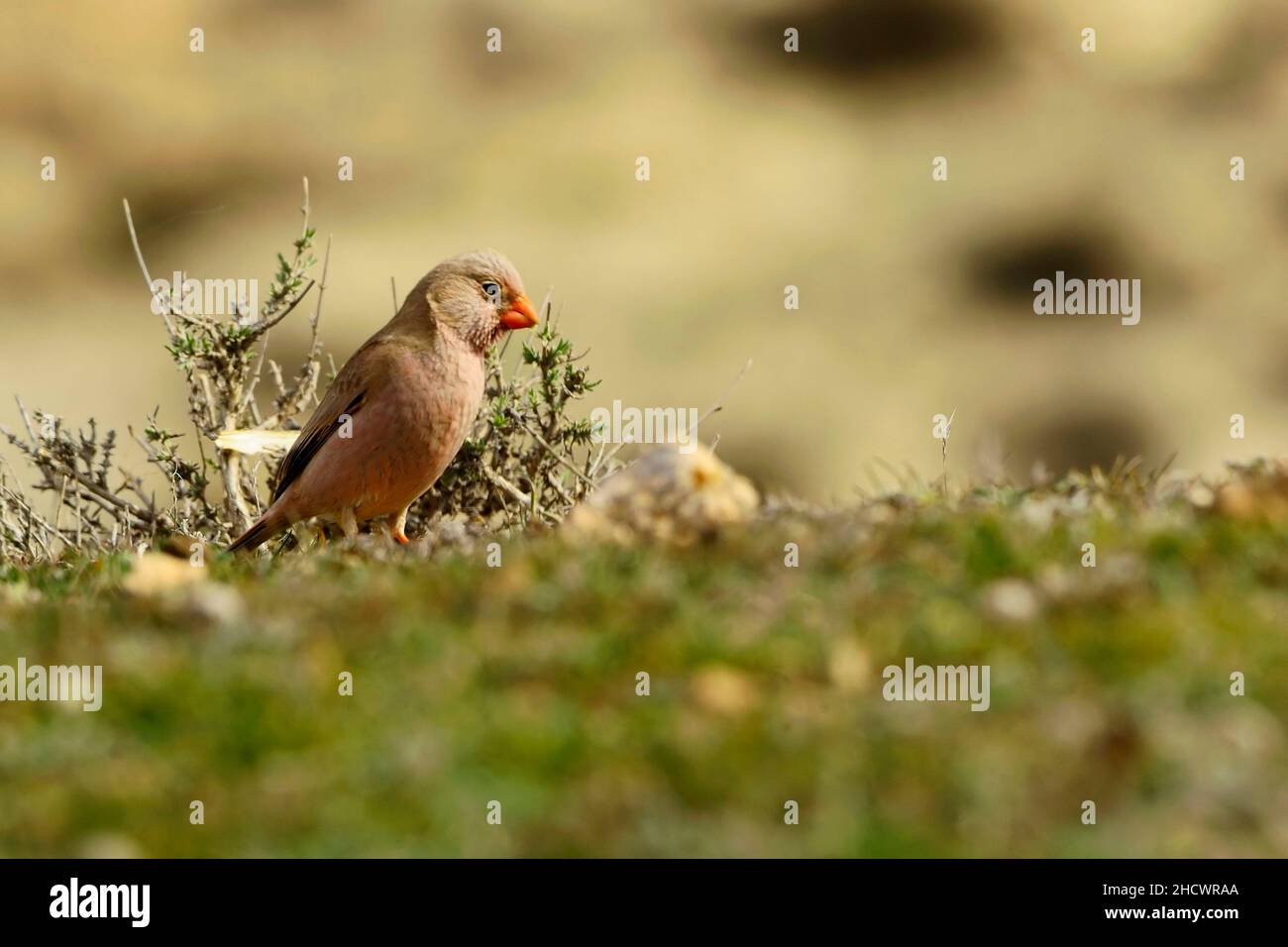 Wild birds in their environment and in the wild Stock Photo - Alamy