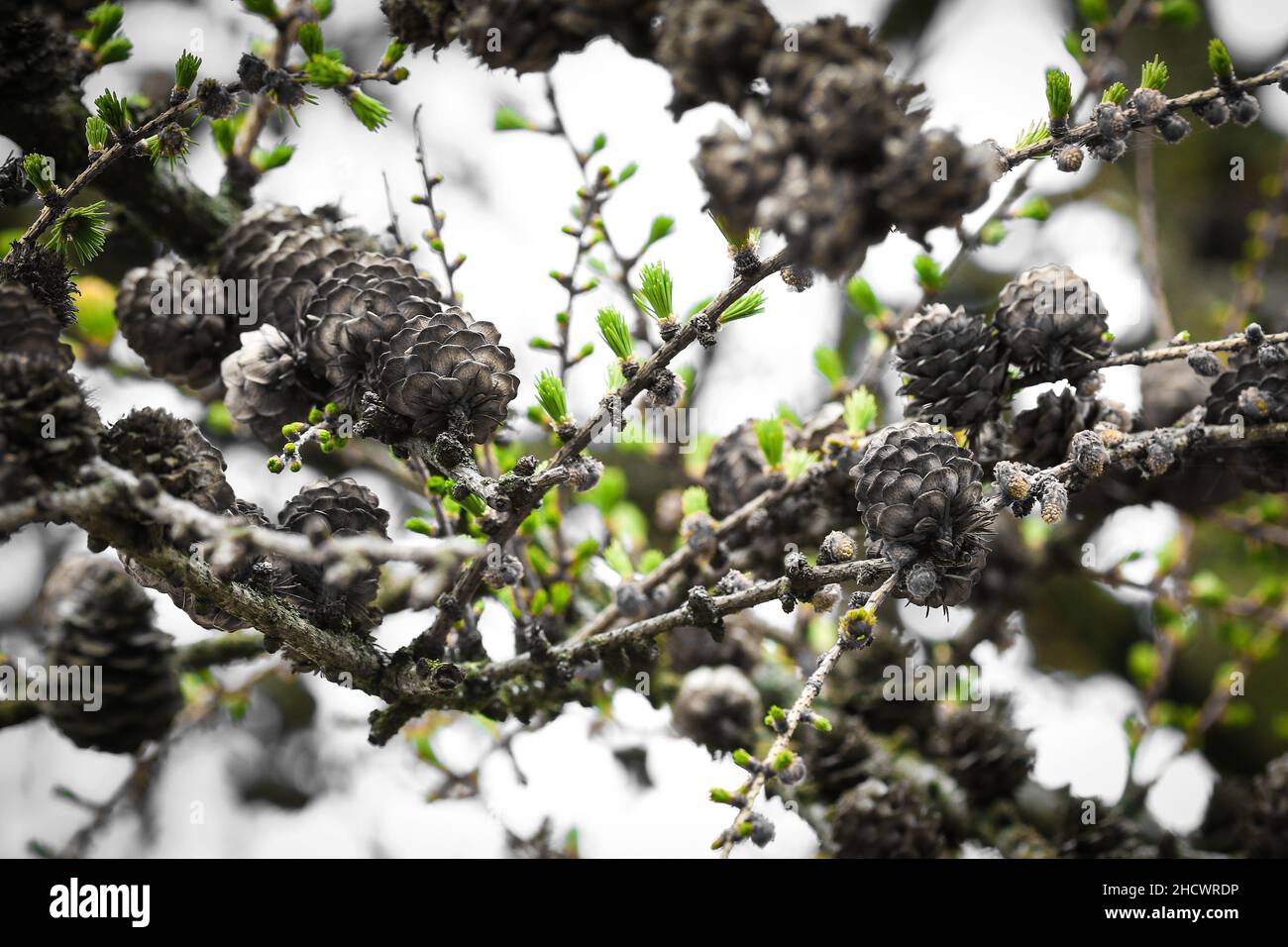 Twigs of larch coniferous tree with old cones and small new ones ...