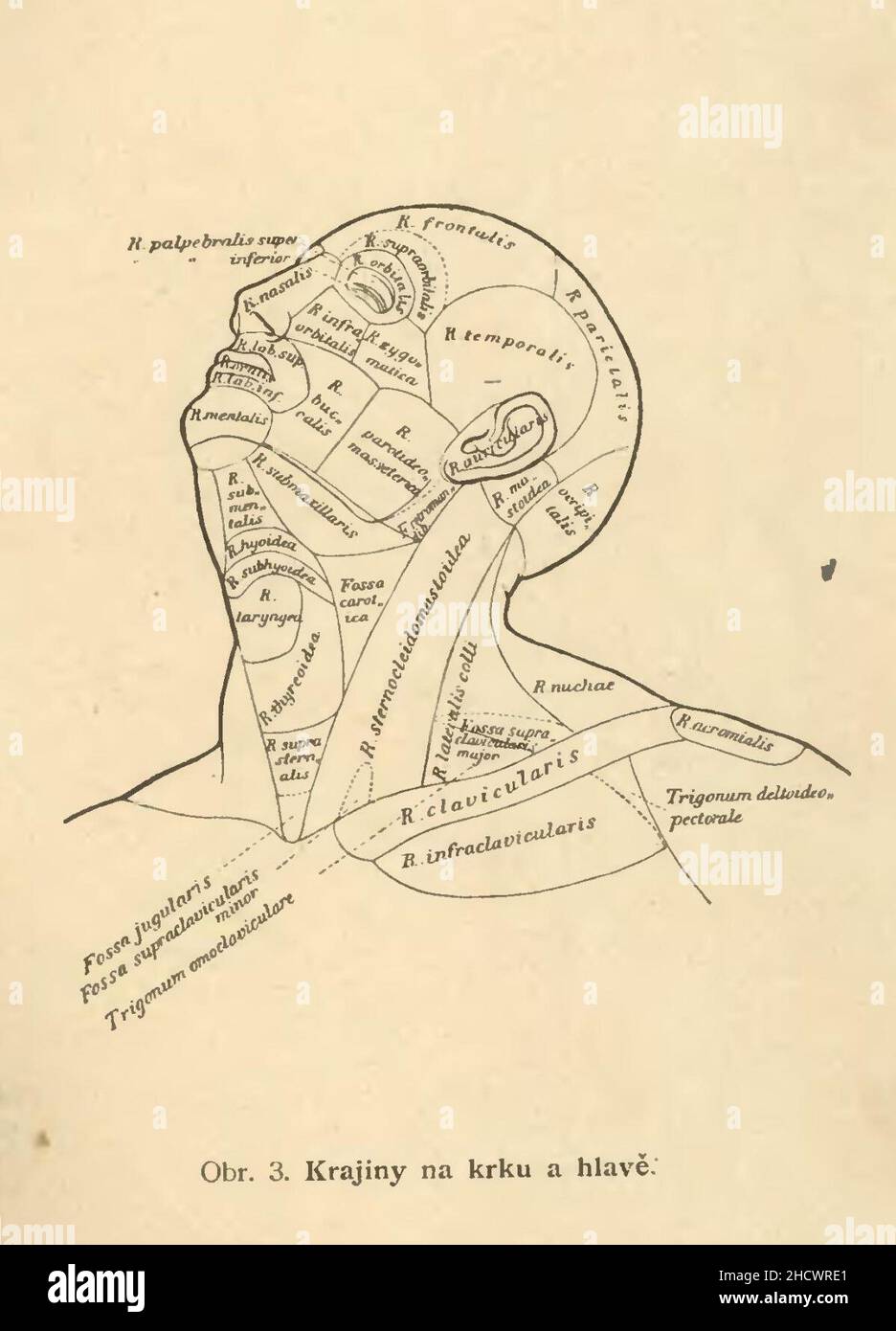 Neck parts hi-res stock photography and images - Alamy
