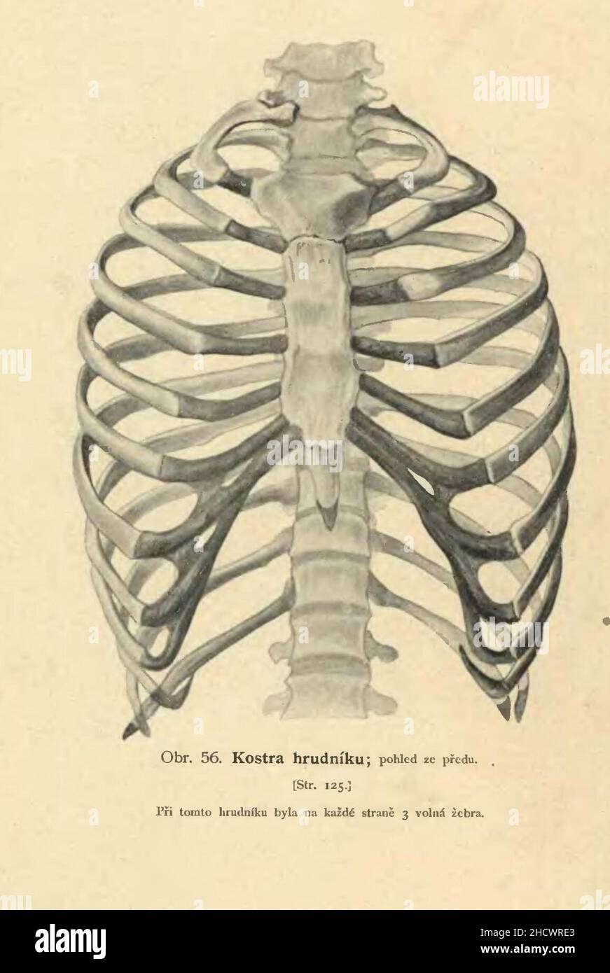 Human rib cage hi-res stock photography and images - Alamy