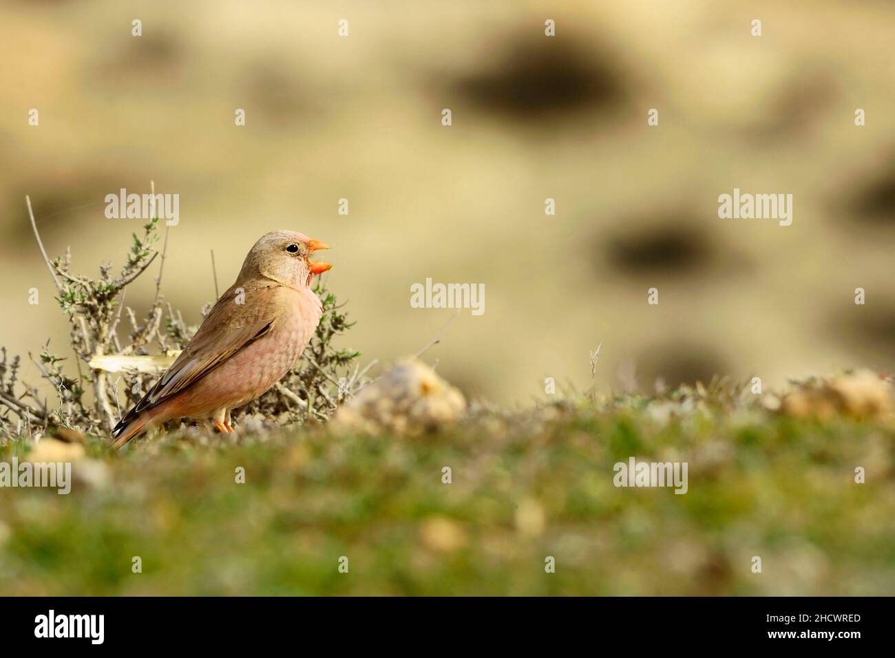Wild birds in their environment and in the wild Stock Photo - Alamy