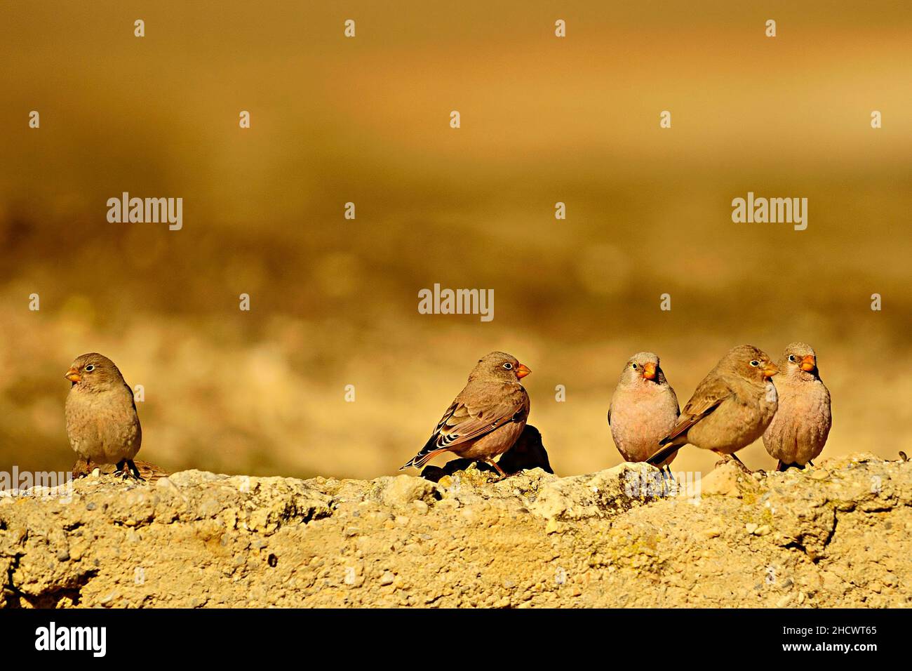 Wild birds in their environment and in the wild Stock Photo - Alamy