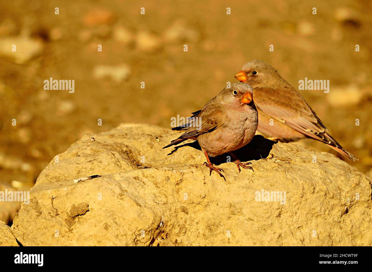 Wild birds in their environment and in the wild Stock Photo - Alamy