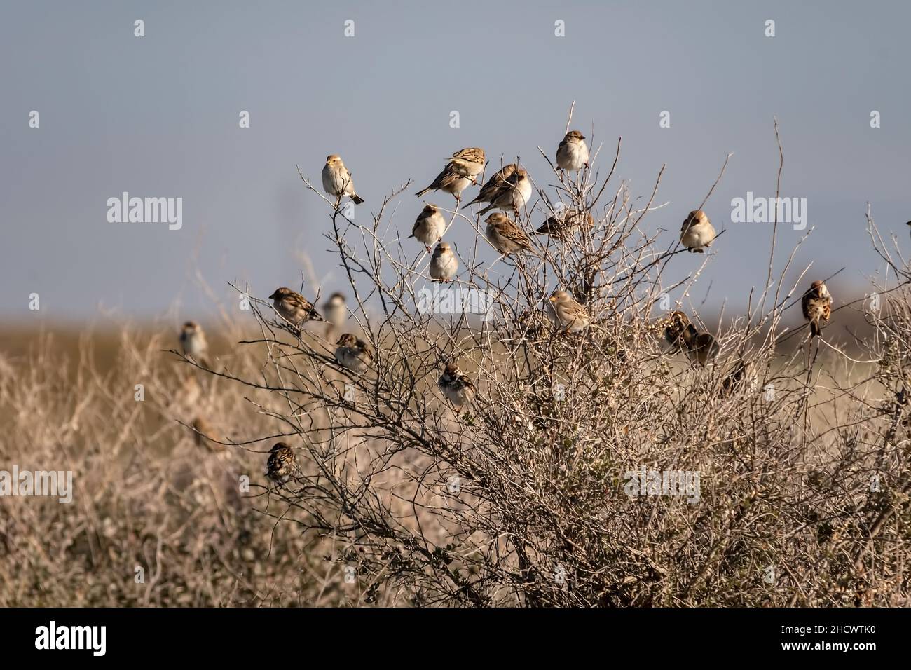 Birds in their environment hi-res stock photography and images - Alamy