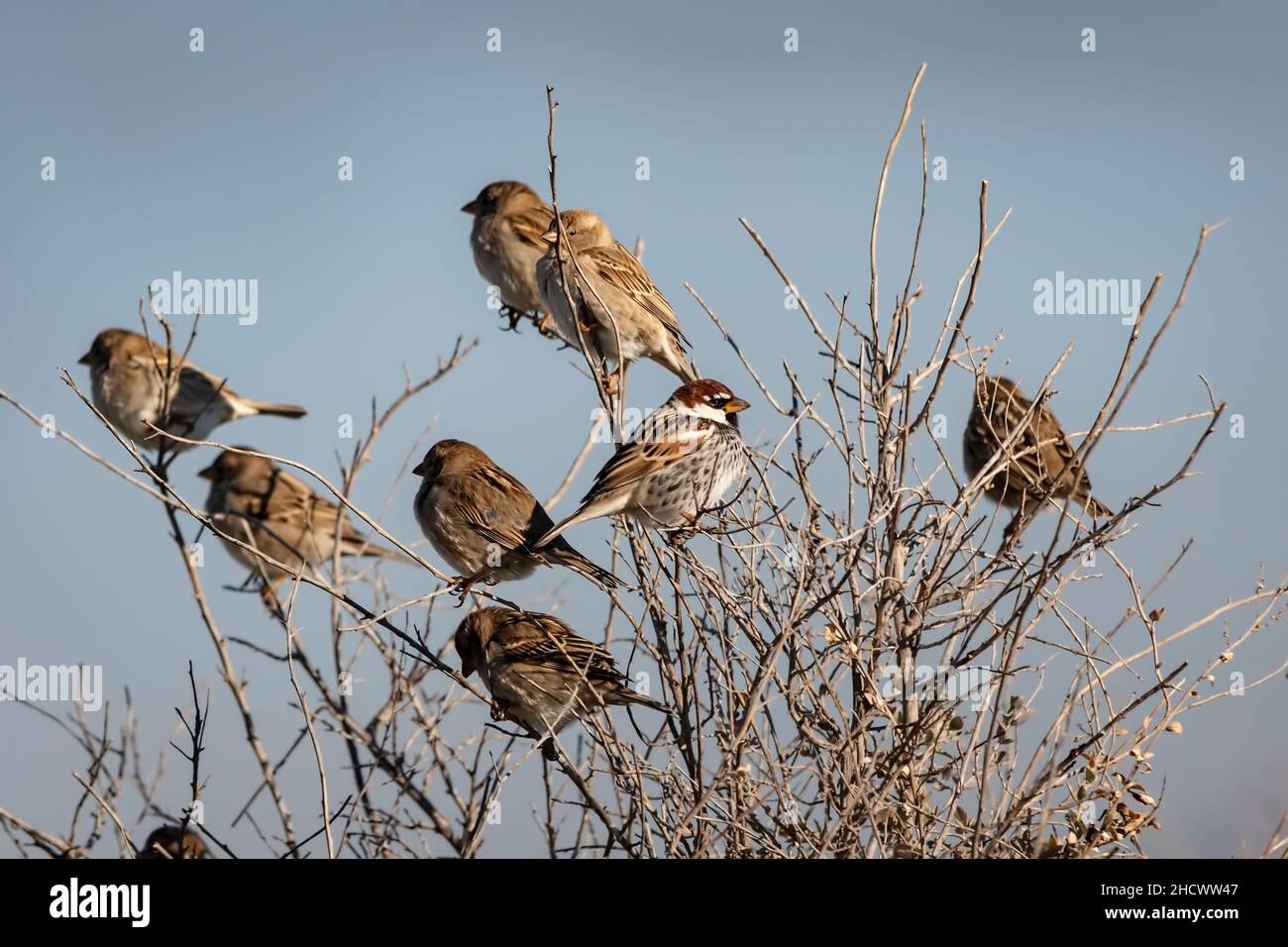 Wild birds in their environment and in the wild Stock Photo - Alamy