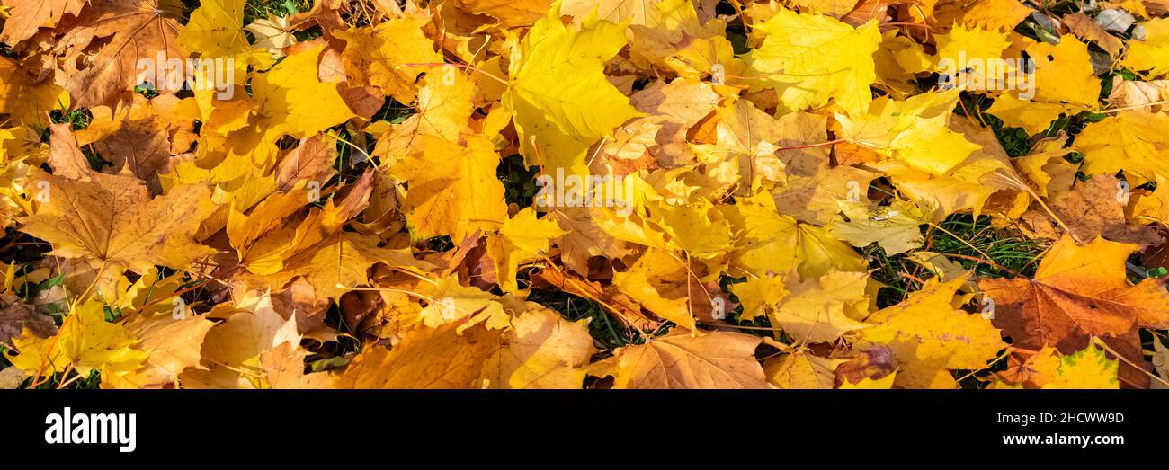 Beautiful yellow leaves hi-res stock photography and images - Alamy