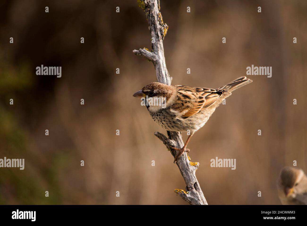 Wild birds in their environment and in the wild Stock Photo - Alamy