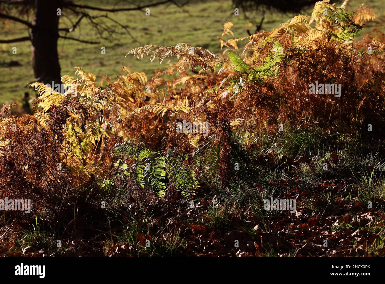 Wales fern hi-res stock photography and images - Alamy