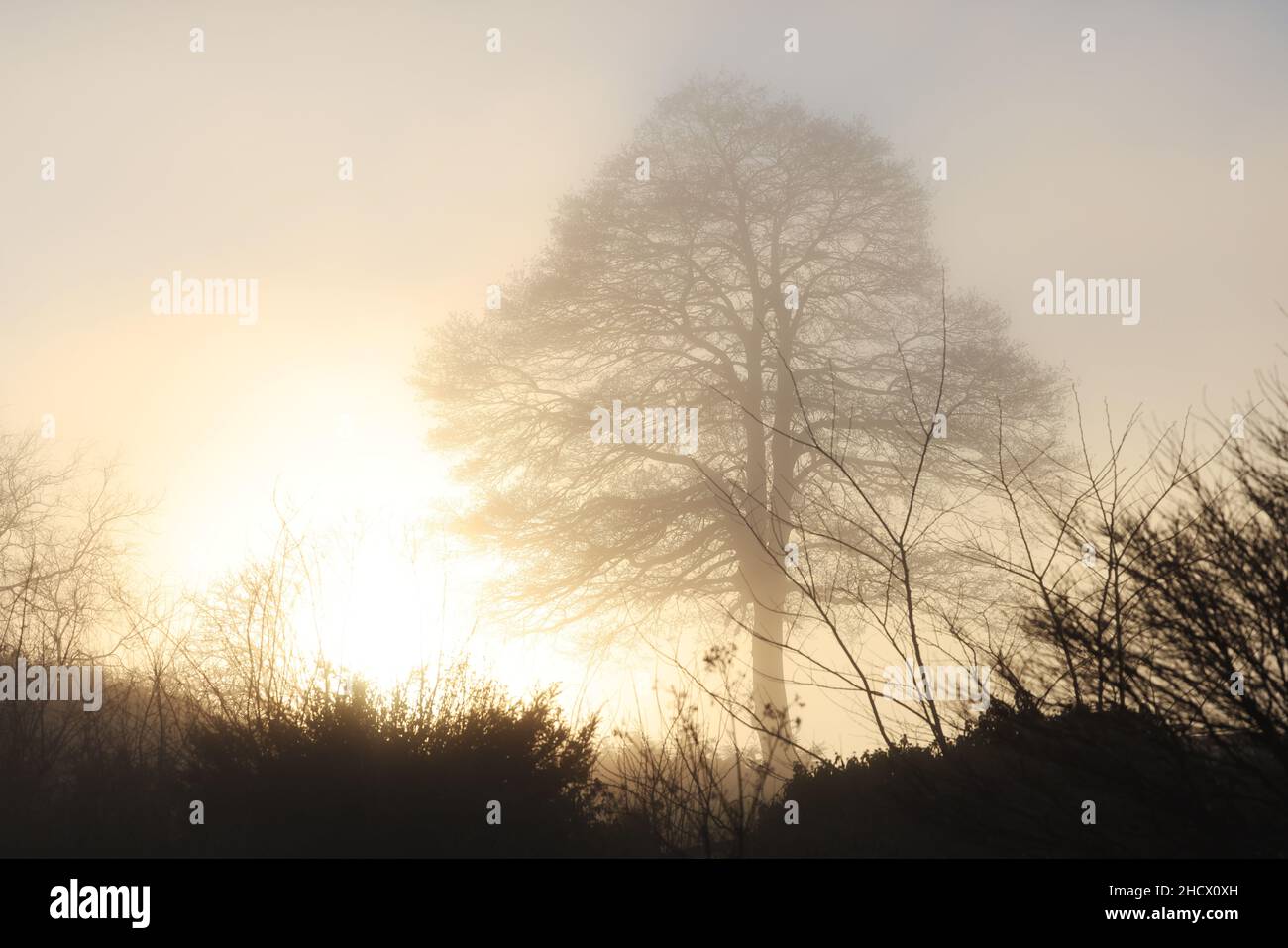 Fog tree hi-res stock photography and images - Alamy