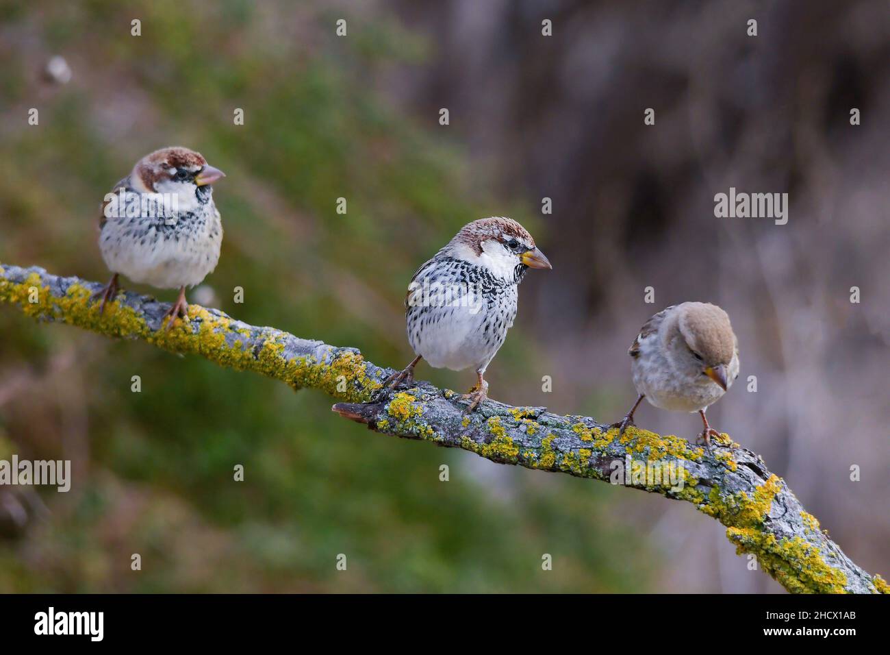 Wild birds in their environment and in the wild Stock Photo - Alamy