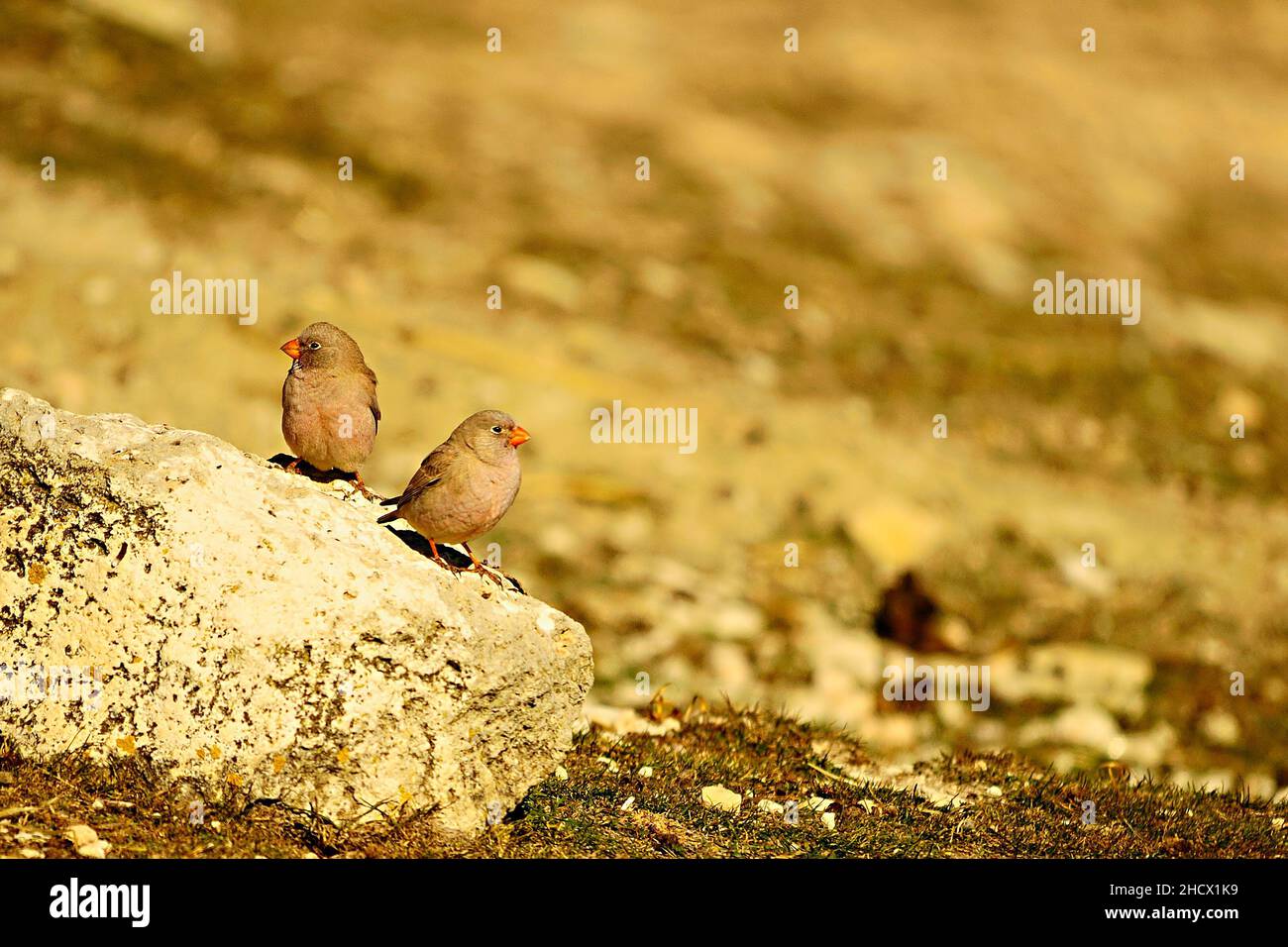Wild birds in their environment and in the wild Stock Photo - Alamy