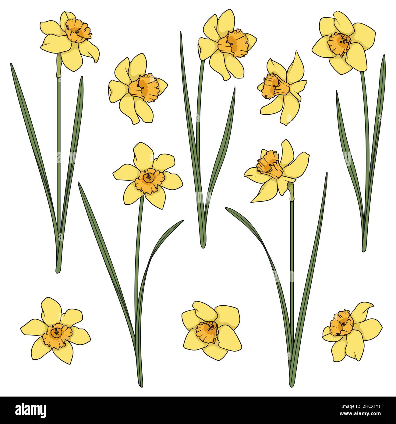 Daffodils field Cut Out Stock Images & Pictures - Alamy