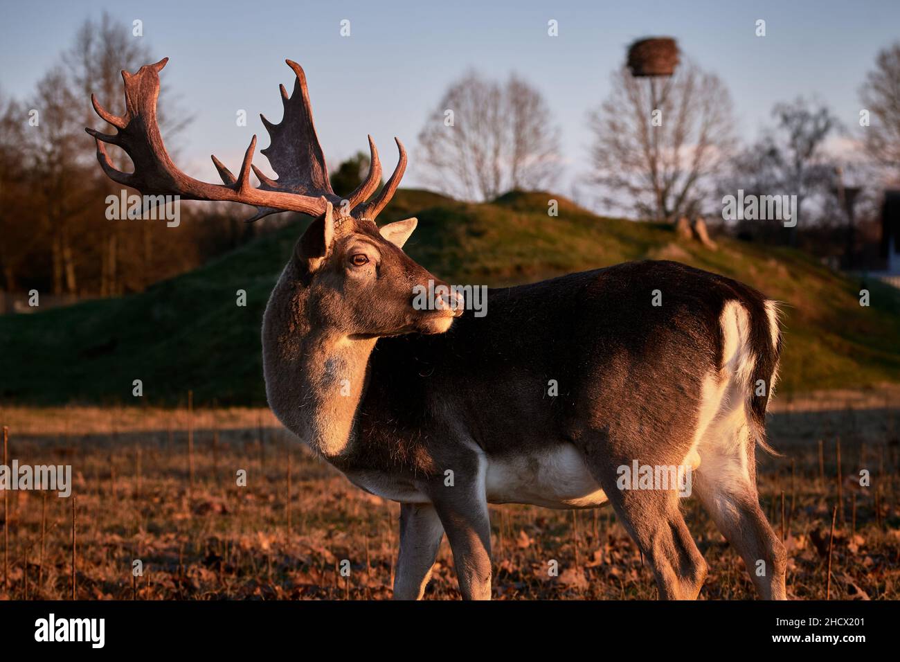 Side view of a male fallow deer in sunlit pasture Stock Photo - Alamy