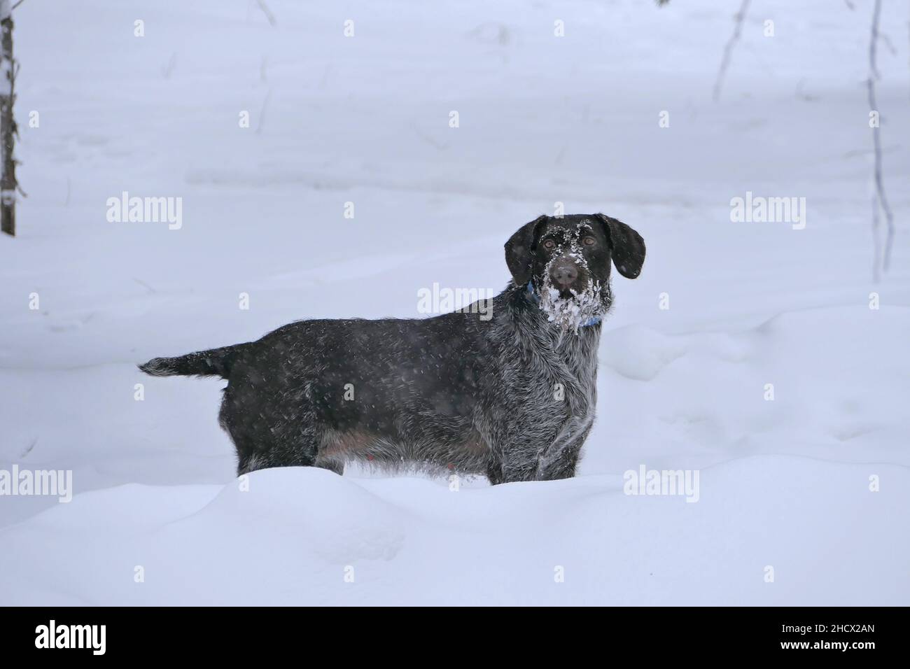 Hunting dog with winter coat in the snow hi-res stock photography and ...
