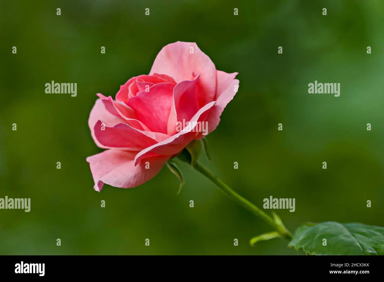 Photo of a rose bush with blooming pink color in a nature park, Sofia ...