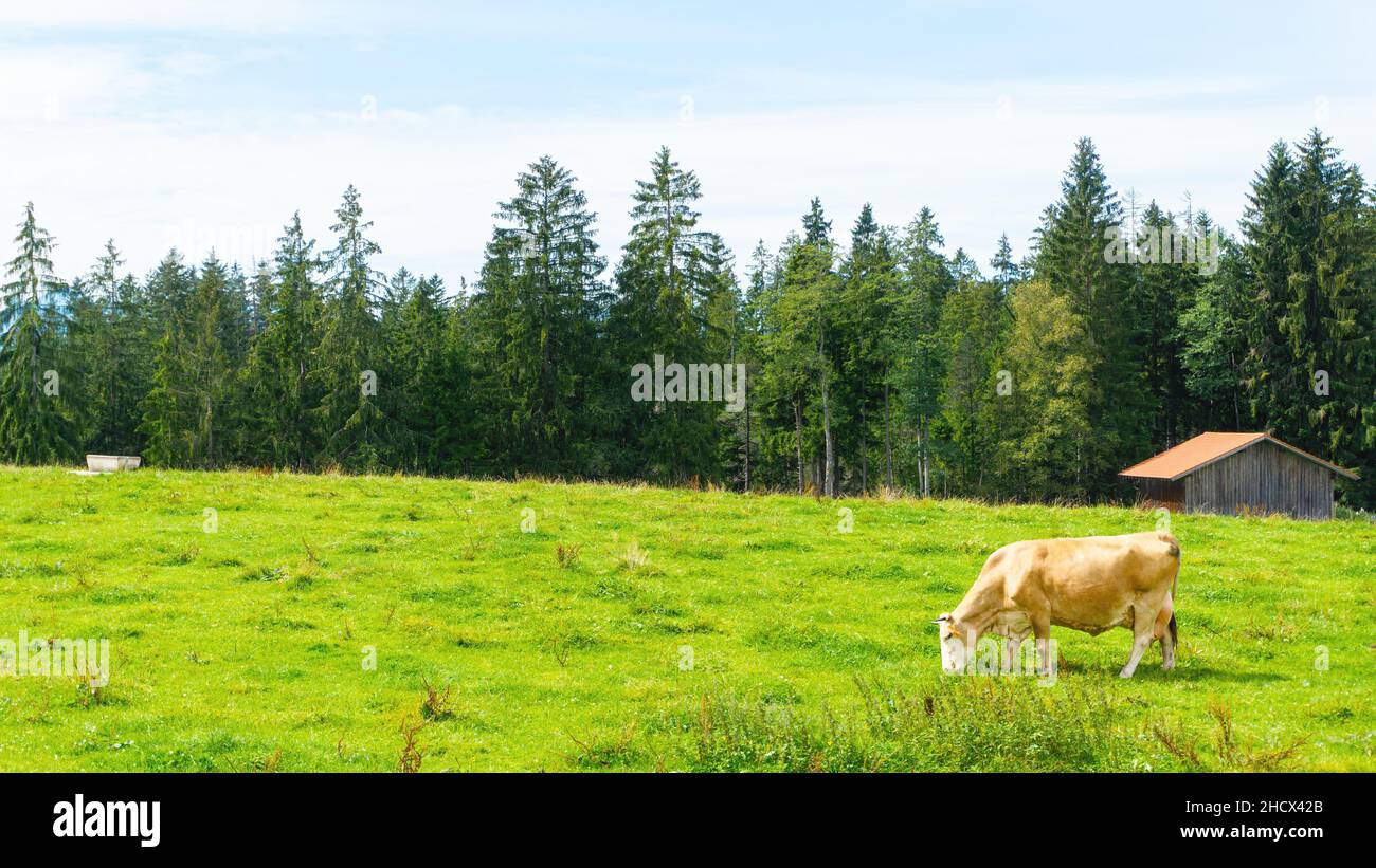 An image of a bright cow at the bavarian meadow Stock Photo - Alamy