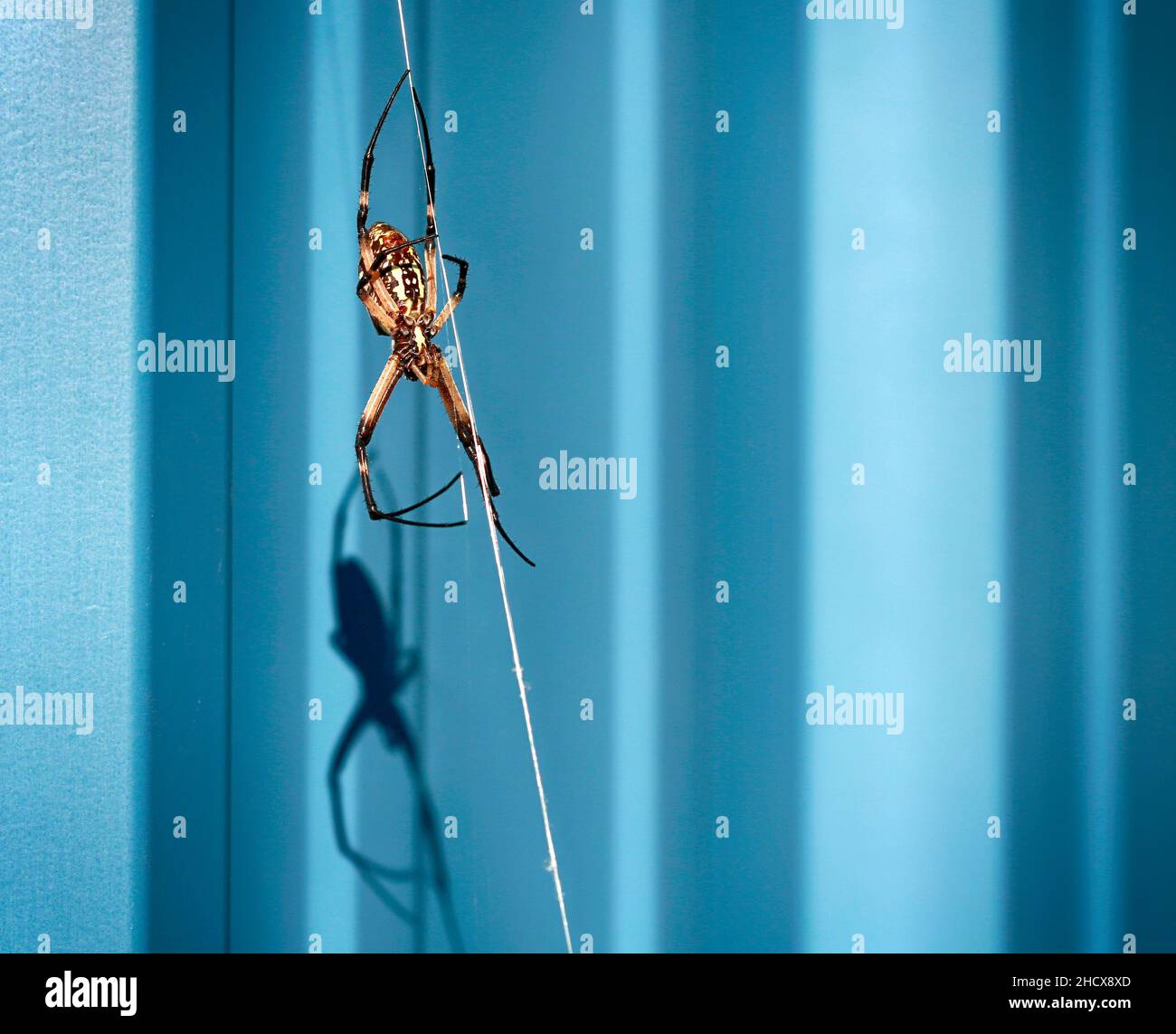 Texas barn spider sitting on its web Stock Photo - Alamy