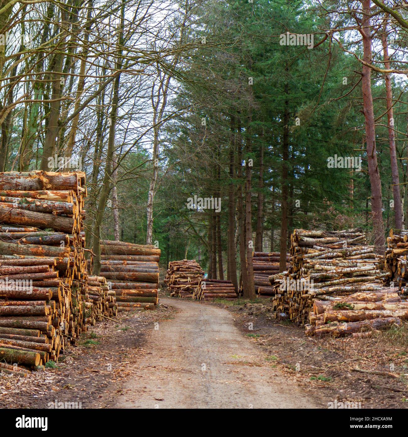 Tree logs beside the road Stock Photo - Alamy