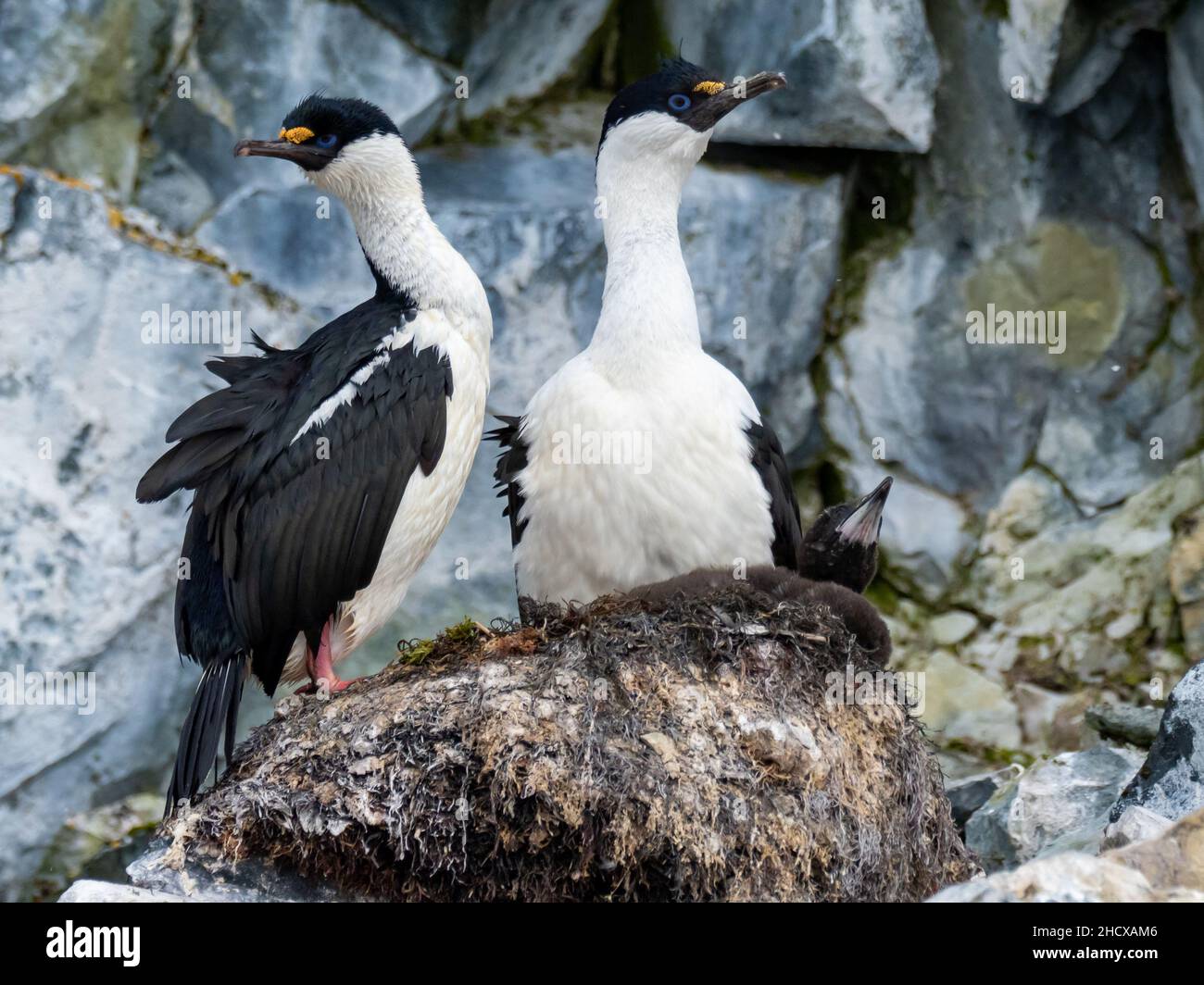 Shag bird hi-res stock photography and images - Alamy